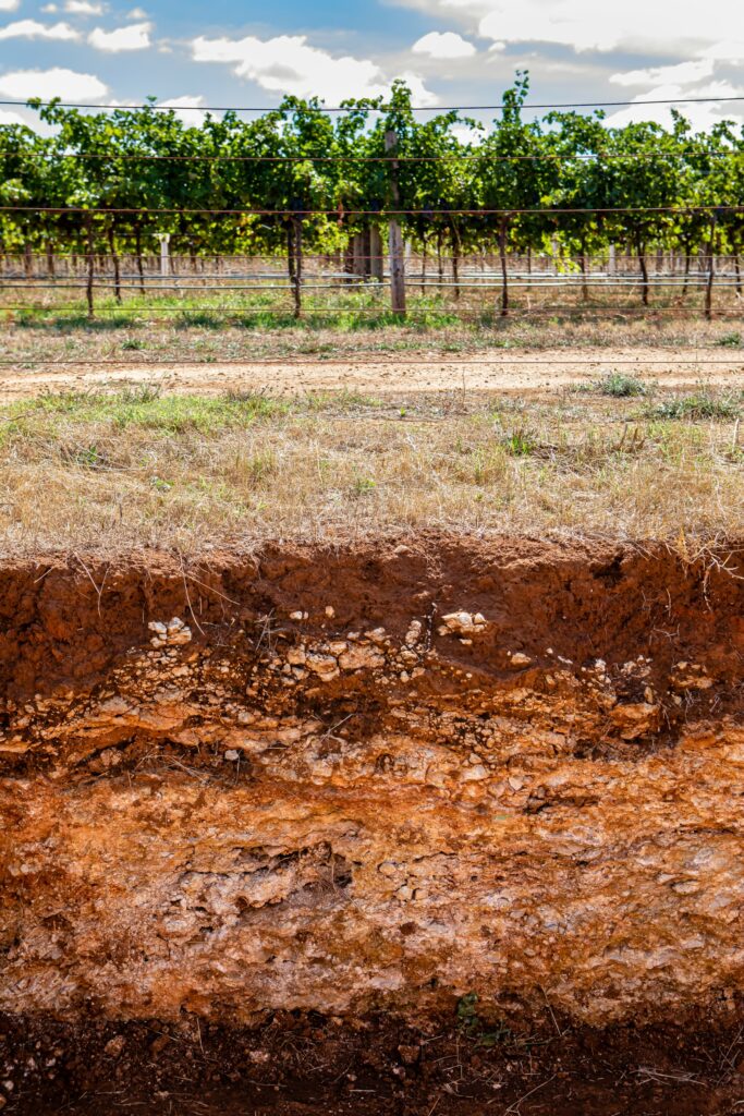 Discover the John Riddoch vineyards, from the Wynns Coonawarra Estate ...